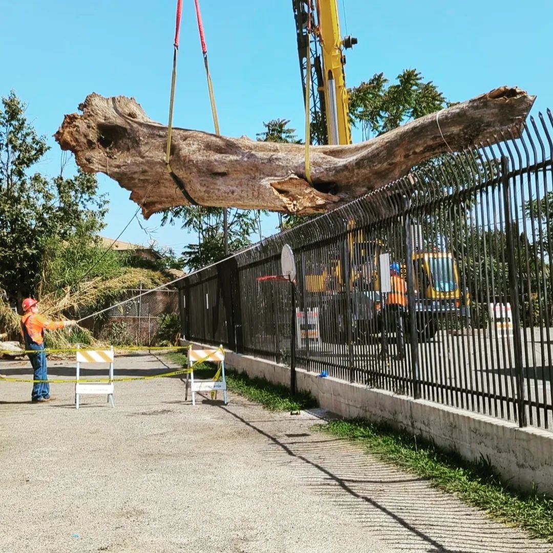 What did we find inside of the 400-year-old Eagle Tree?