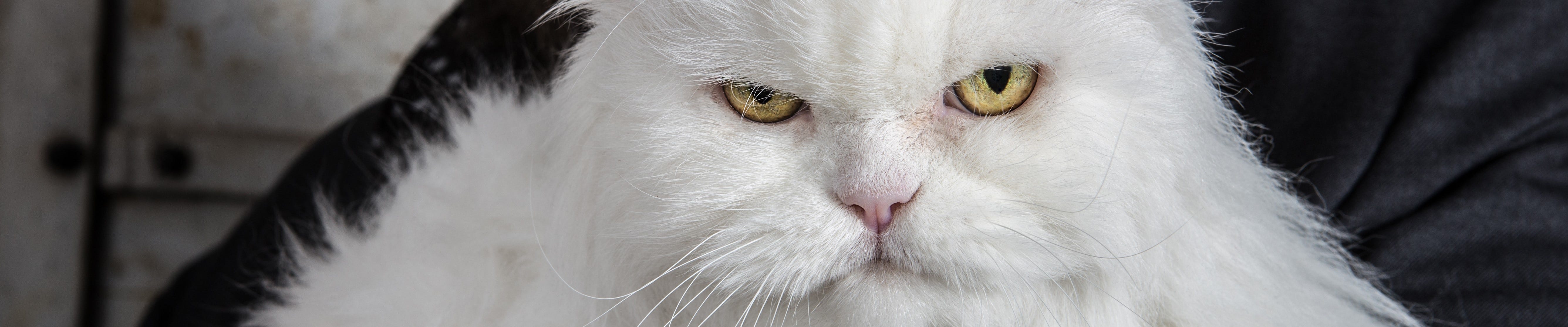 What Only Looks Like Evil - Chuck Palahniuk's Plot Spoiler