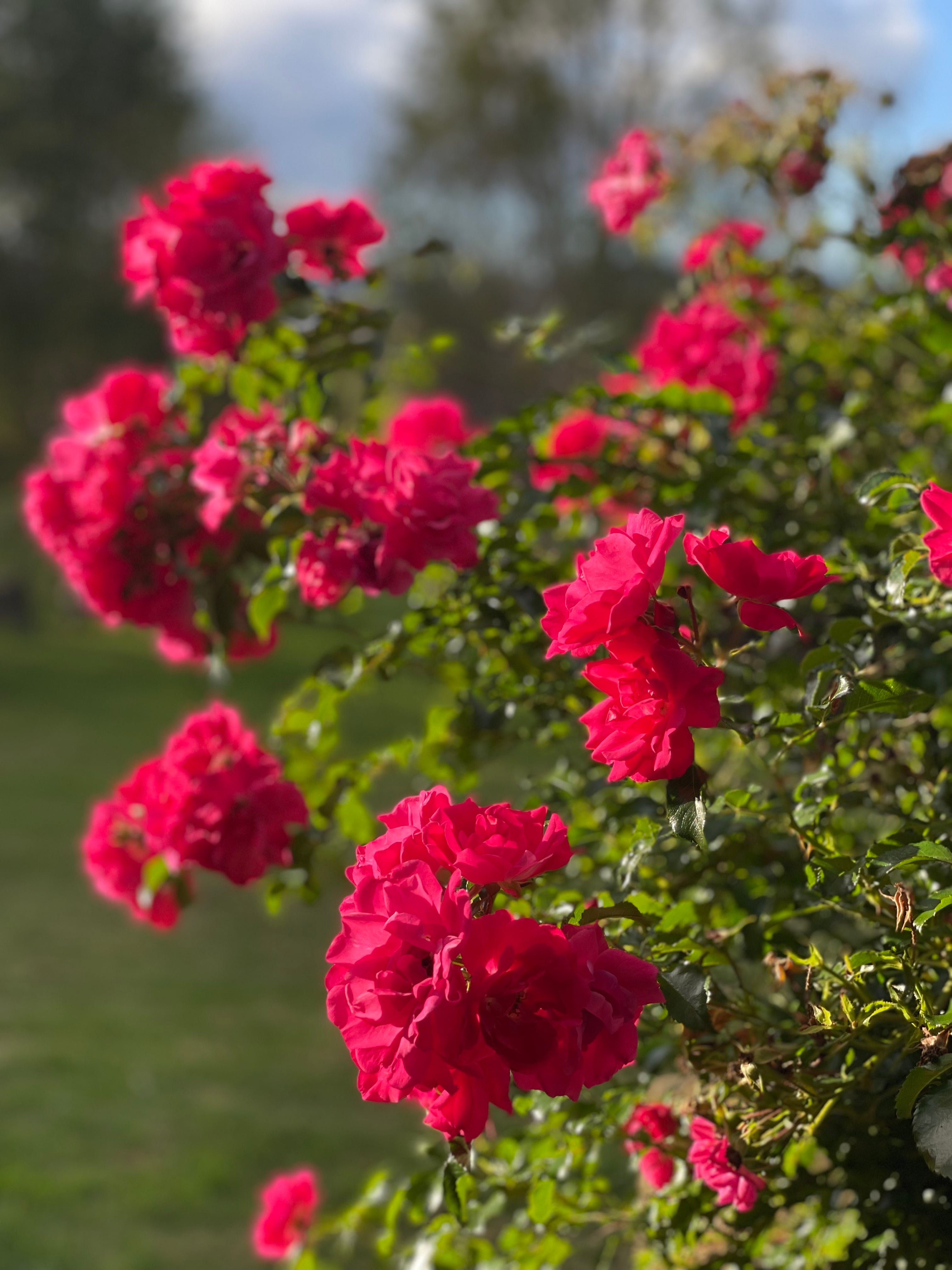 The Sit Spot | Maggie Mackellar | Substack