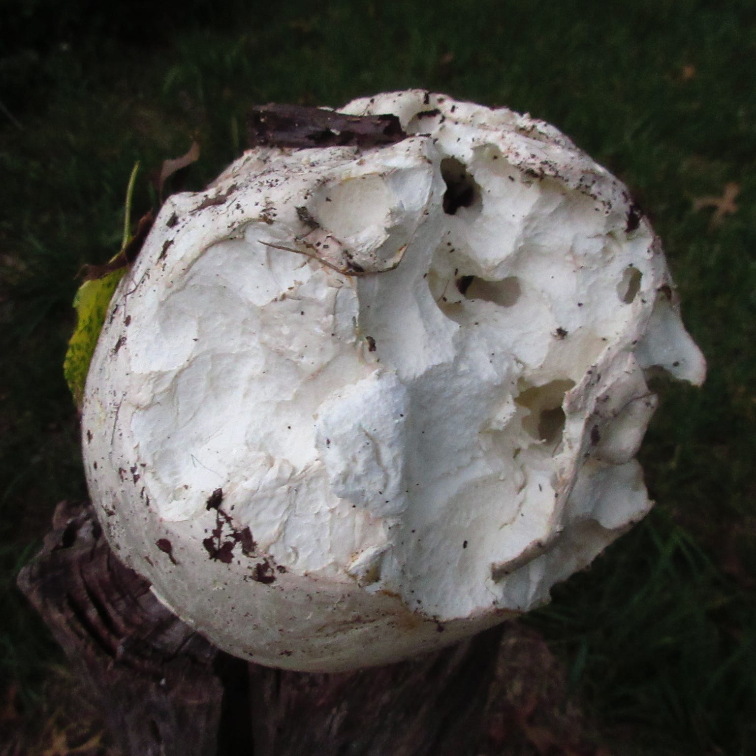 Baby Mushroom Skull Hunting - by Elliot Lessing