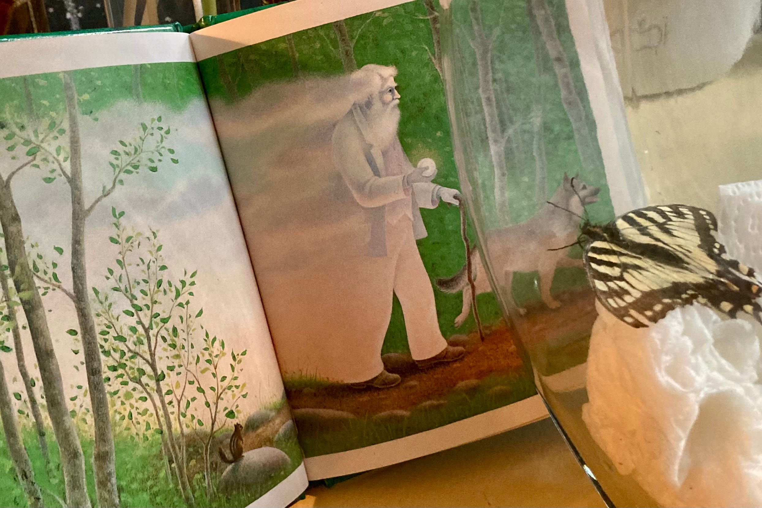 Nurse's Notes from the Butterfly Ward - by Ann Collins