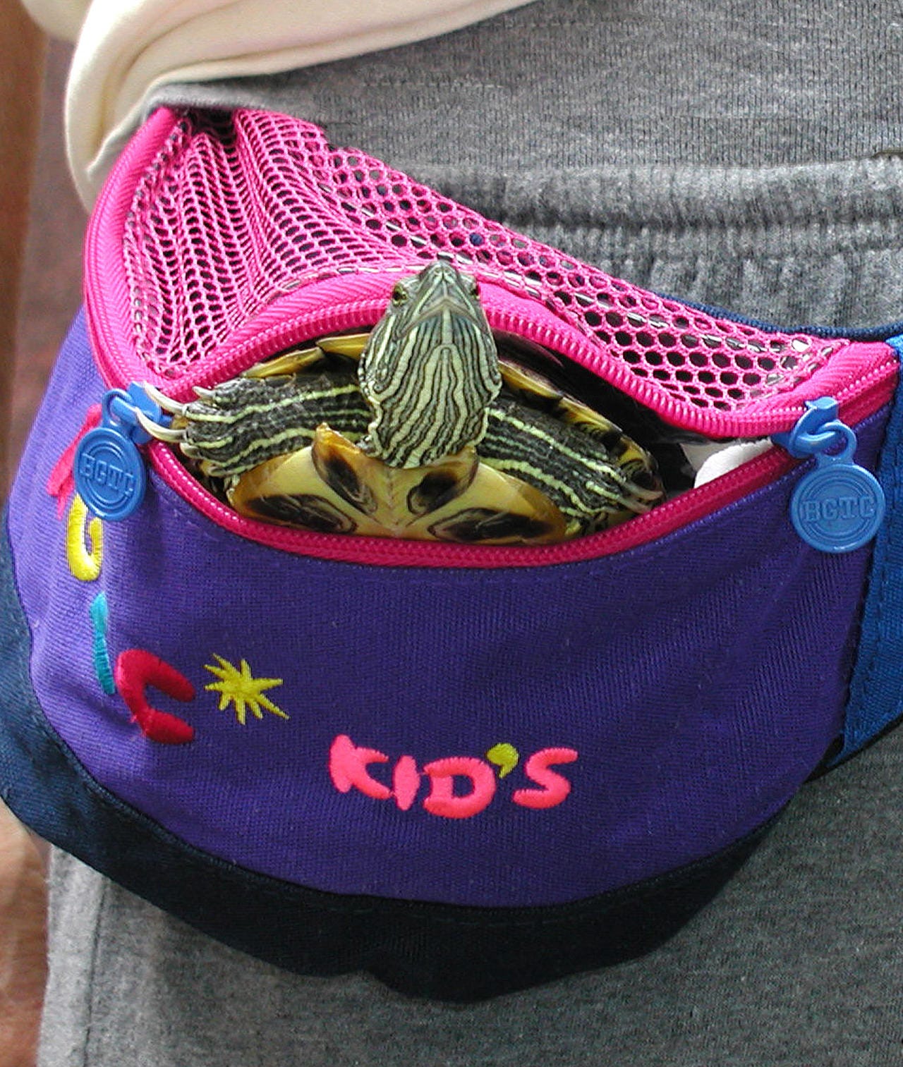 Meet the Turtles That Hibernate in Mini-Fridges and Cruise in Barbie ...