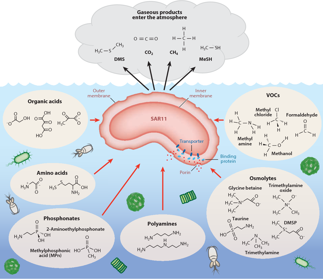 Happy Birthday SAR11 - by Paul Carini - UnCultured
