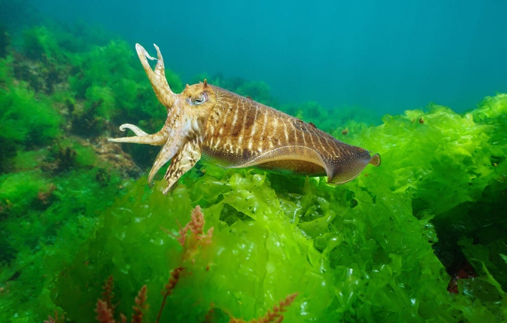 "Hopeful Monsters", Saltationism, and Other Useful Ideas in ...