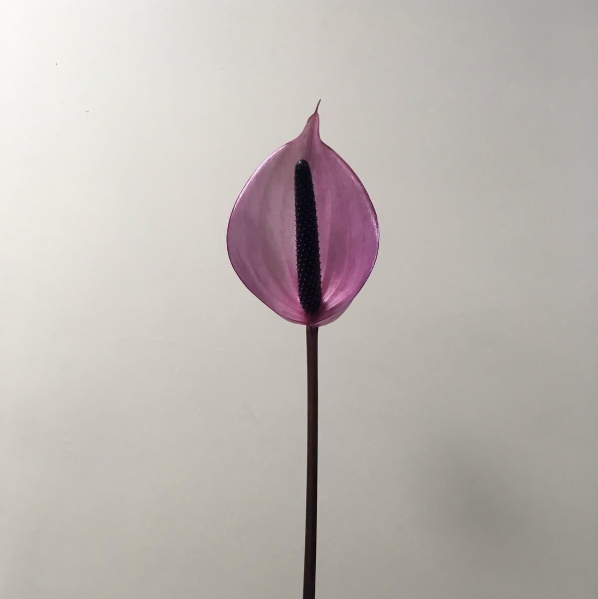 Jasmine Amara Chukwu | Substack