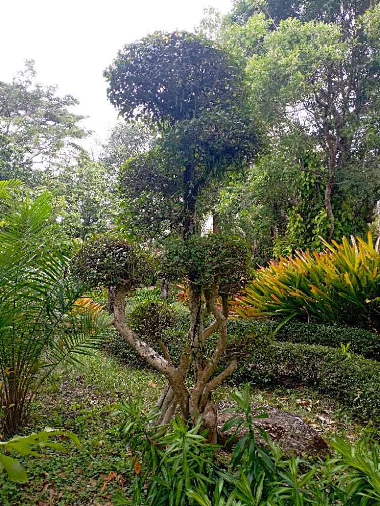 The fantastical Phuket Botanic Gardens