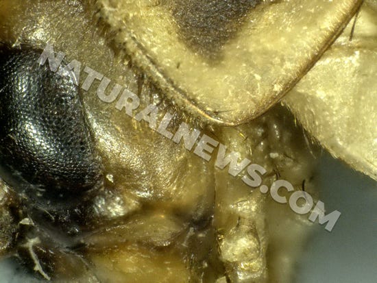 Ε.Ε. --> ΦΑΤΕ ΠΕΡΙΣΣΟΤΕΡΑ ΕΝΤΟΜΑ - ΑΠΟΚΛΕΙΣΤΙΚΟ: Το Natural News ...