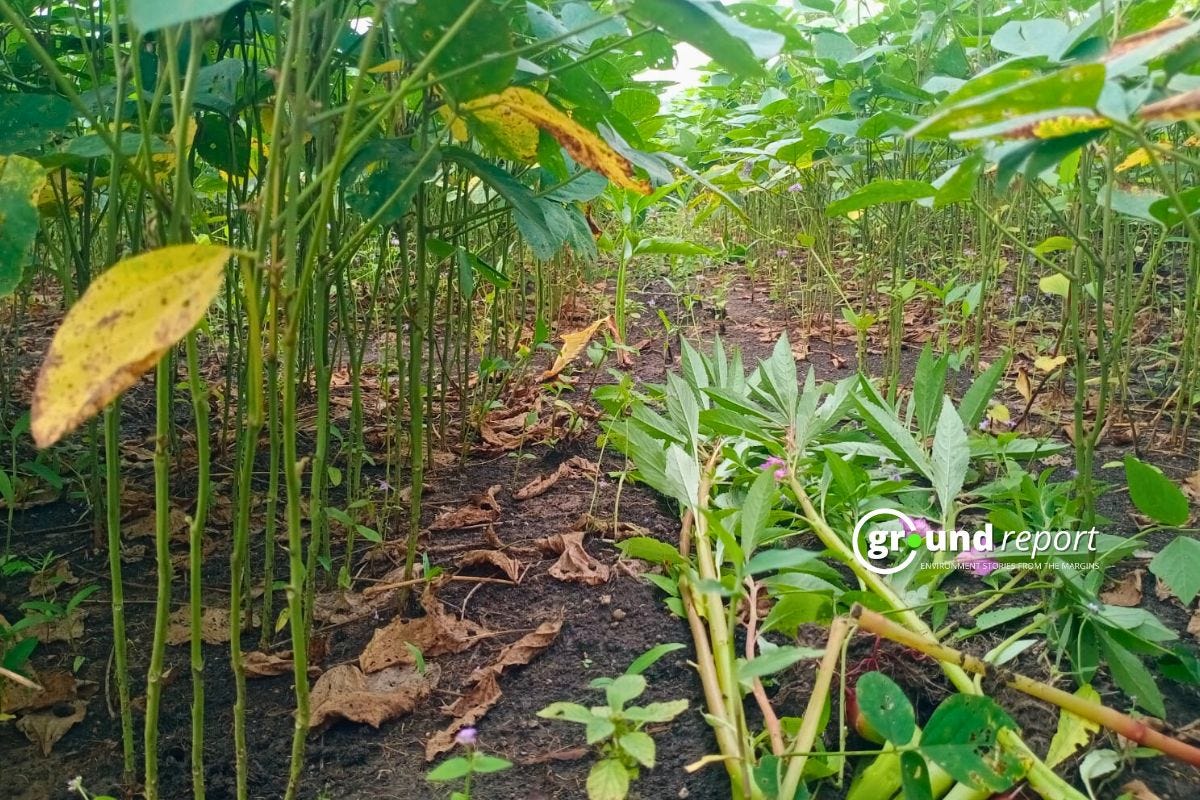 How is the health of Kharif crops amidst changing climate?