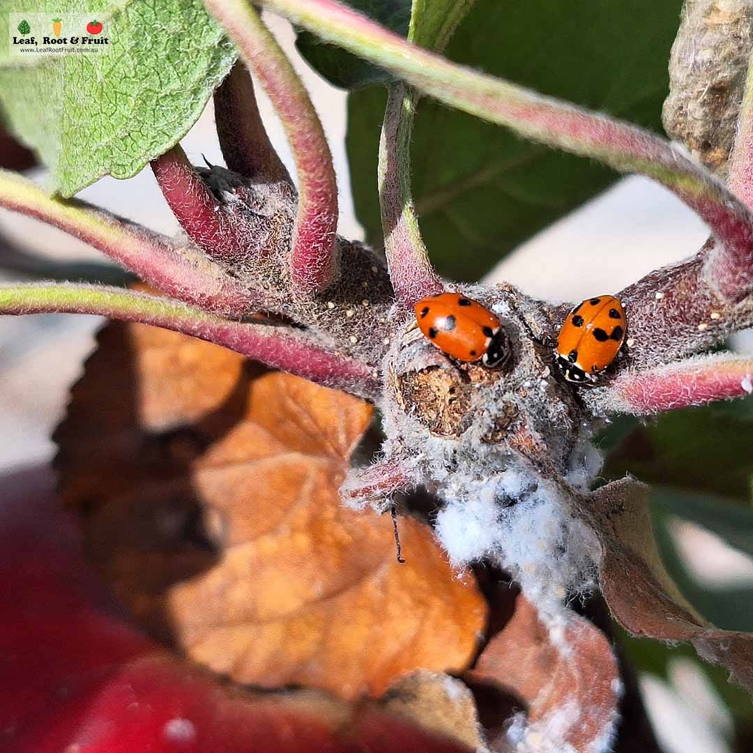 How to Control Woolly Aphid - by Duncan Cocking