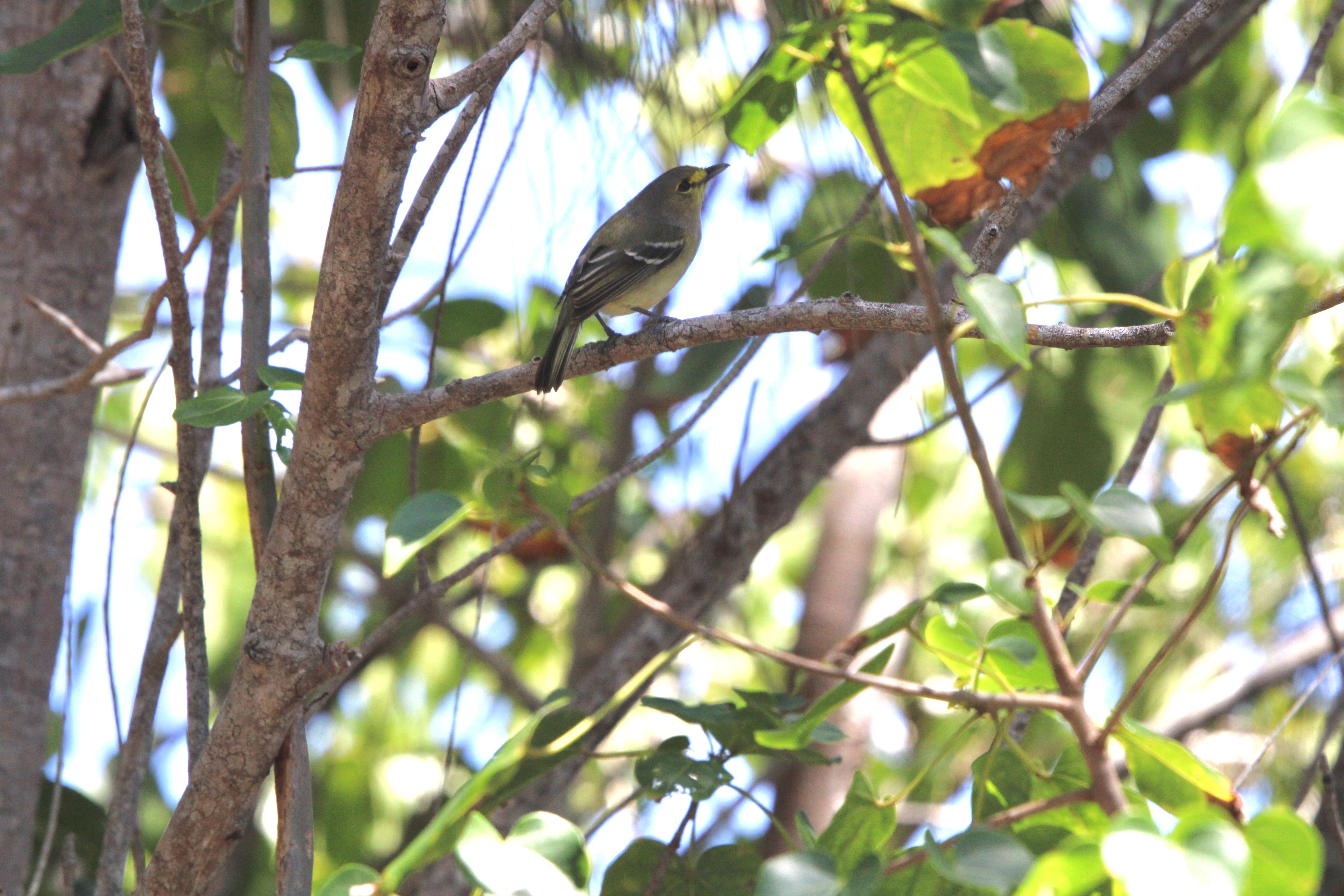 The beautiful birds of Eleuthera - by Bob Dolgan