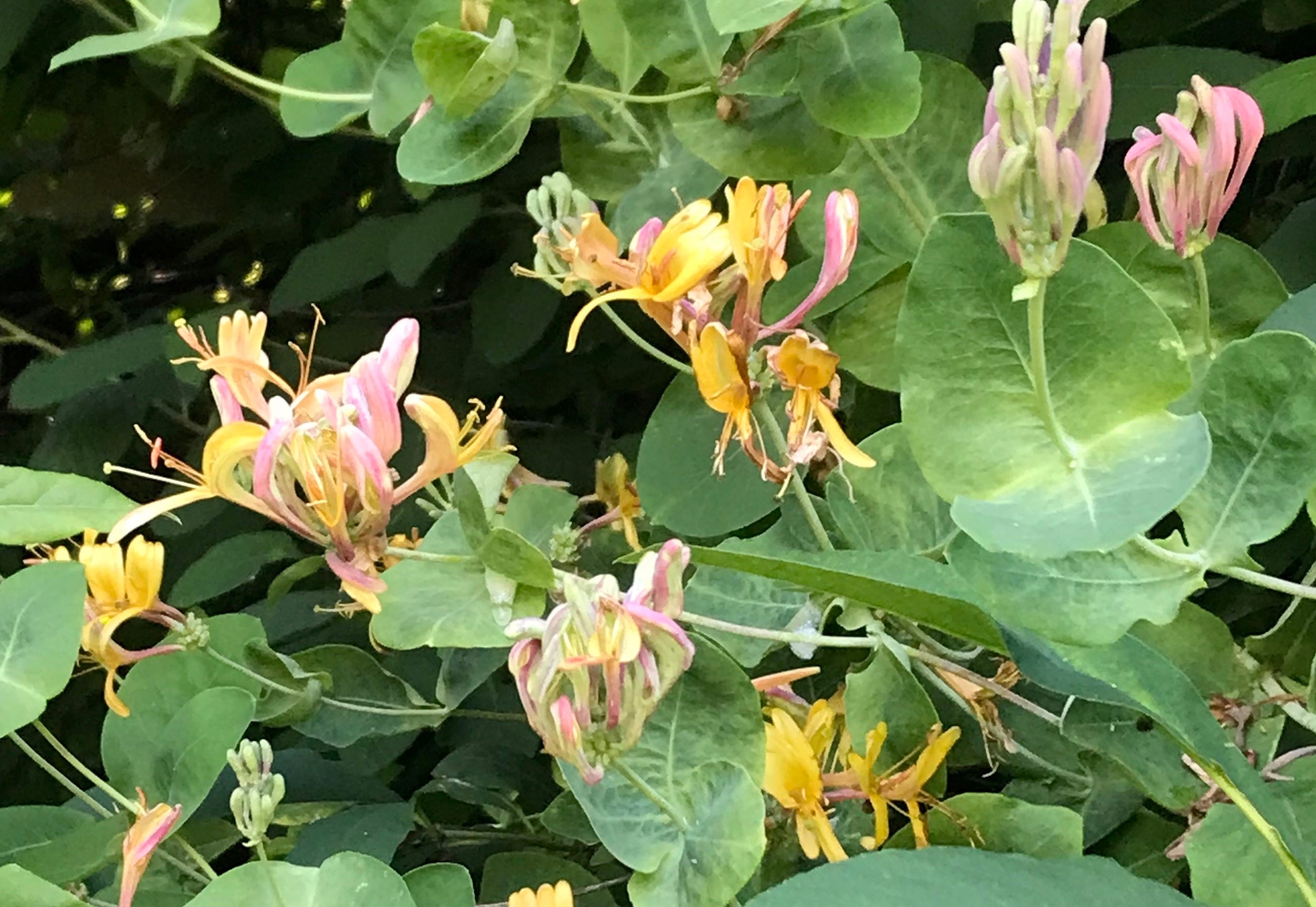 The Hummingbird - by Tara Austen Weaver - enJOY