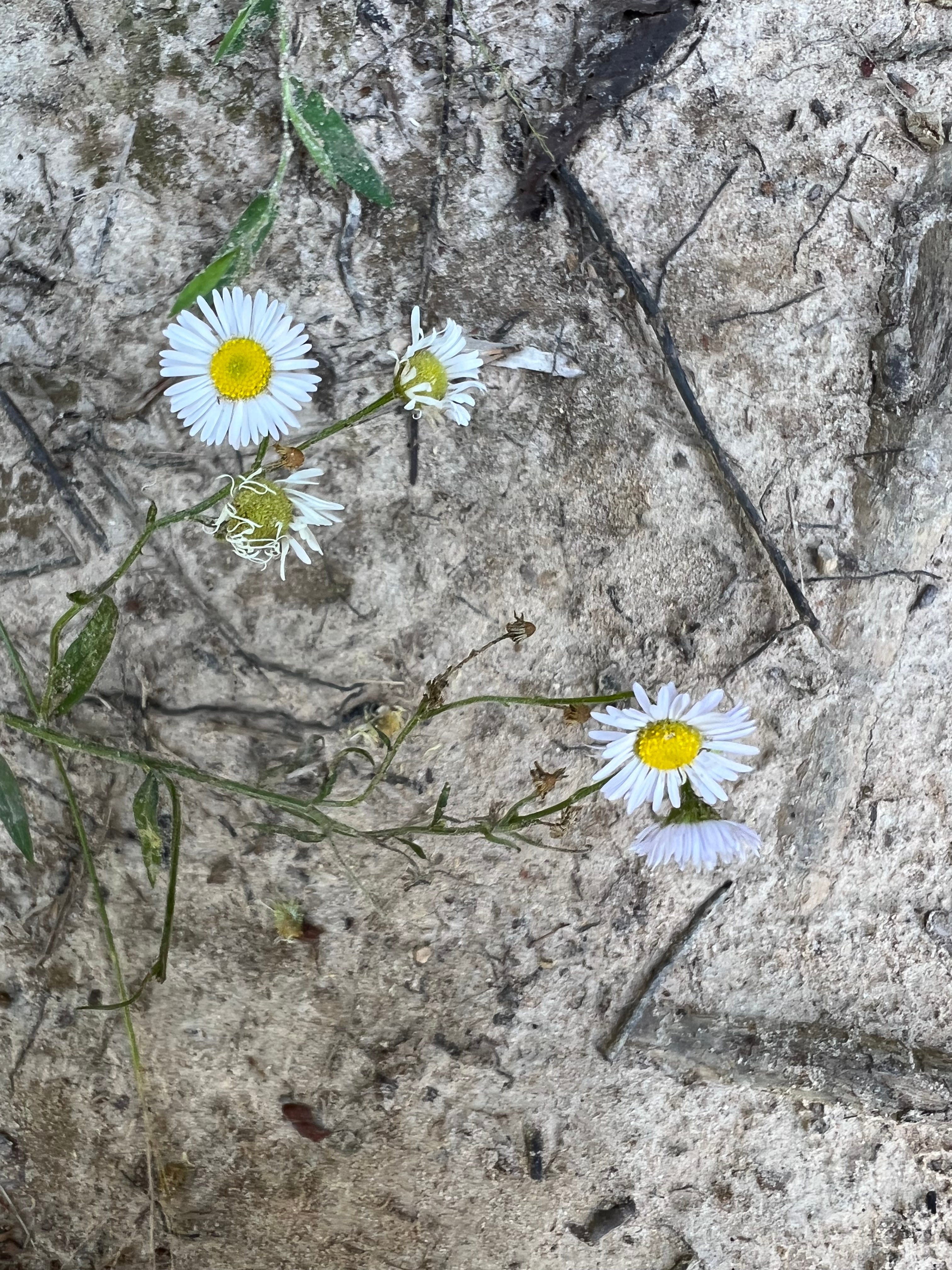 Stepping stones to the other side - by Chellie Grossman