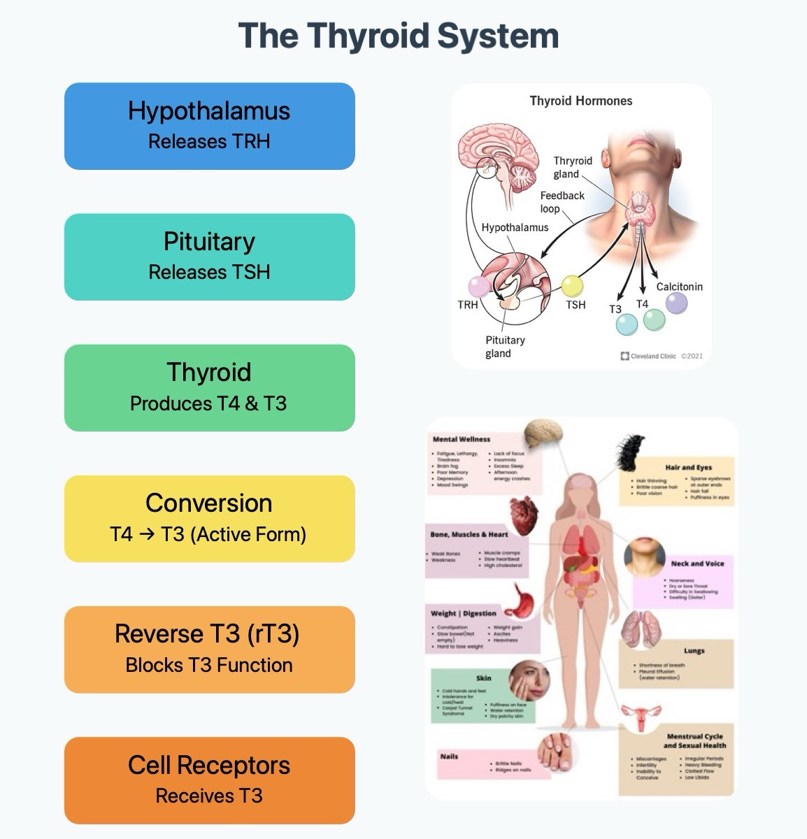 The Thyroid System - Master Metabolism