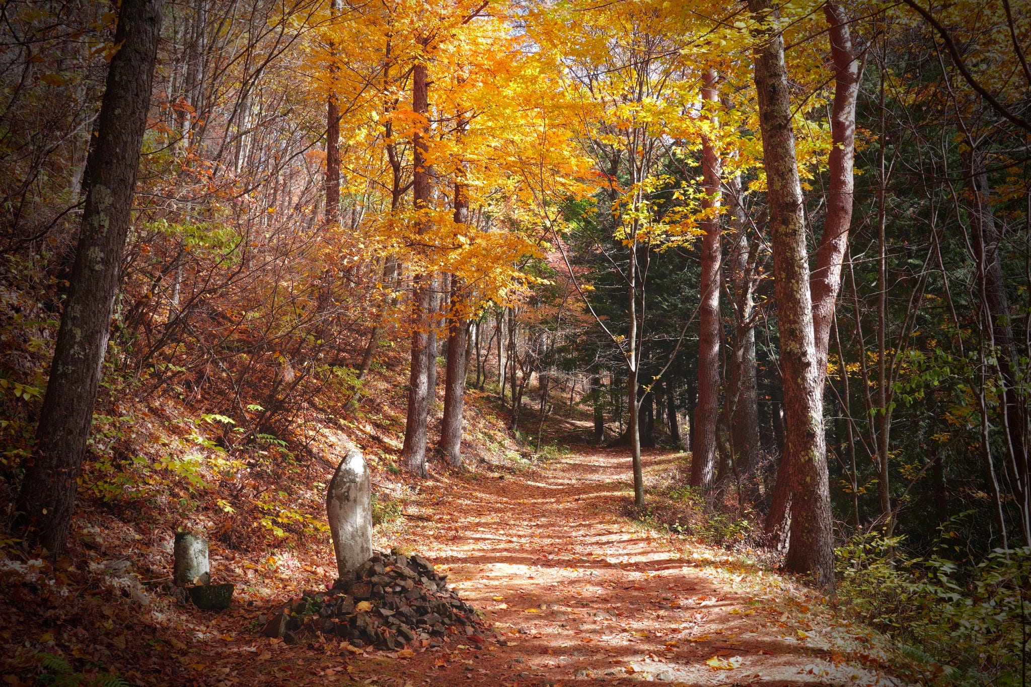 Five Short Tanka in the Japanese Style - David Whyte