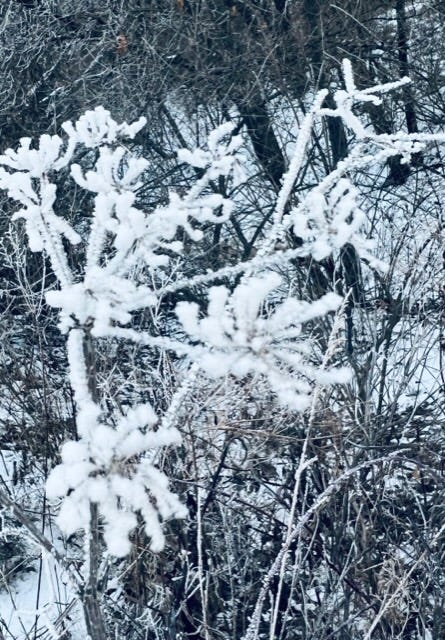 The Magic of Frost - by Suzanna de Baca