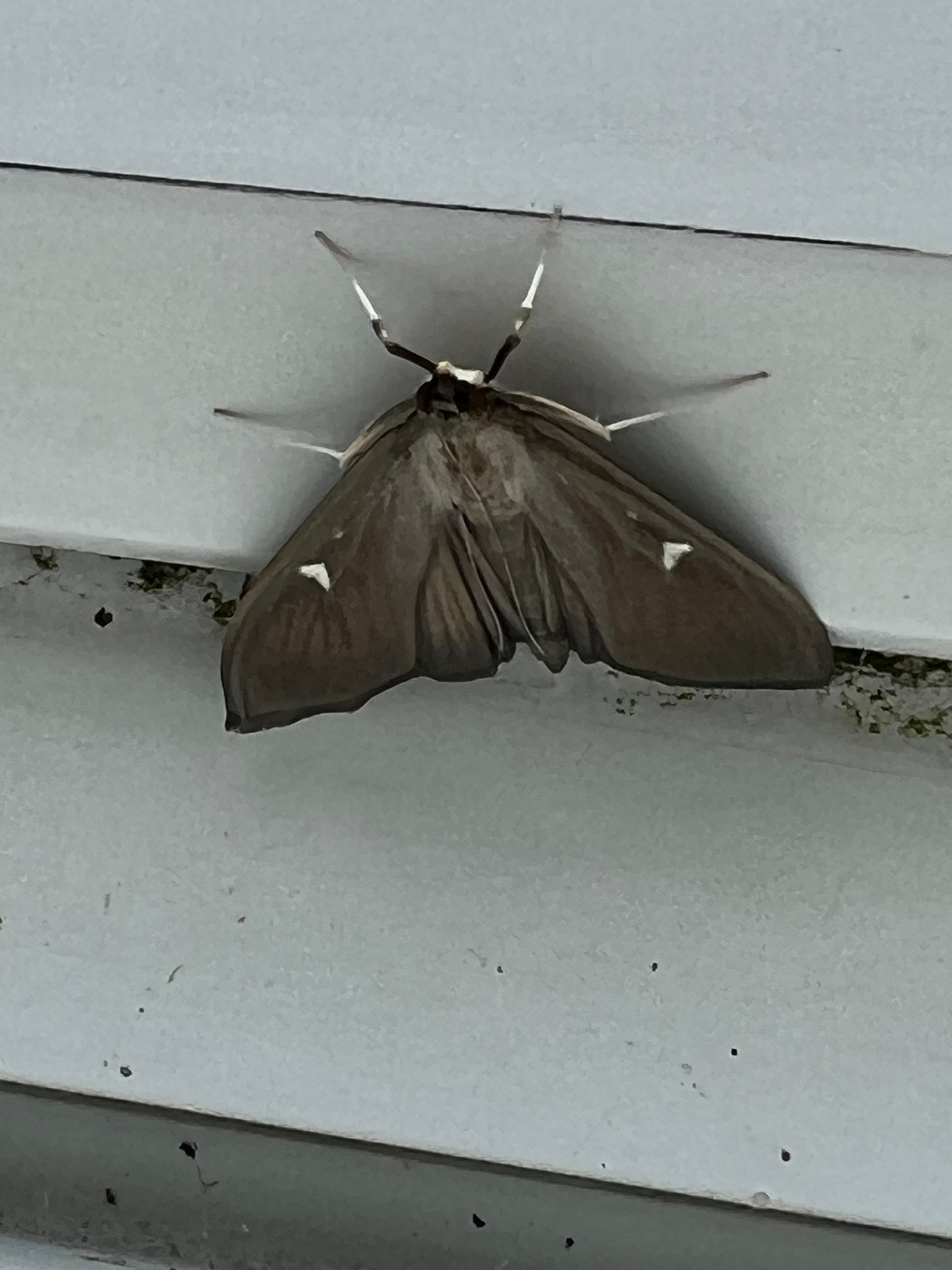 Box Tree Moth - Jewels of the Garden