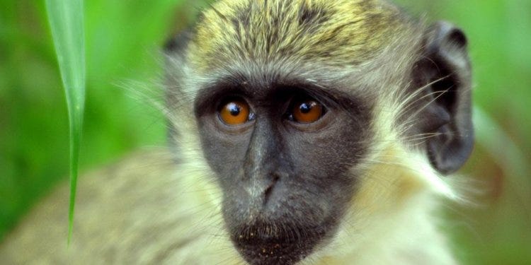 Green Monkeys, You Say? BioNTech Production Facility Was Site of ...