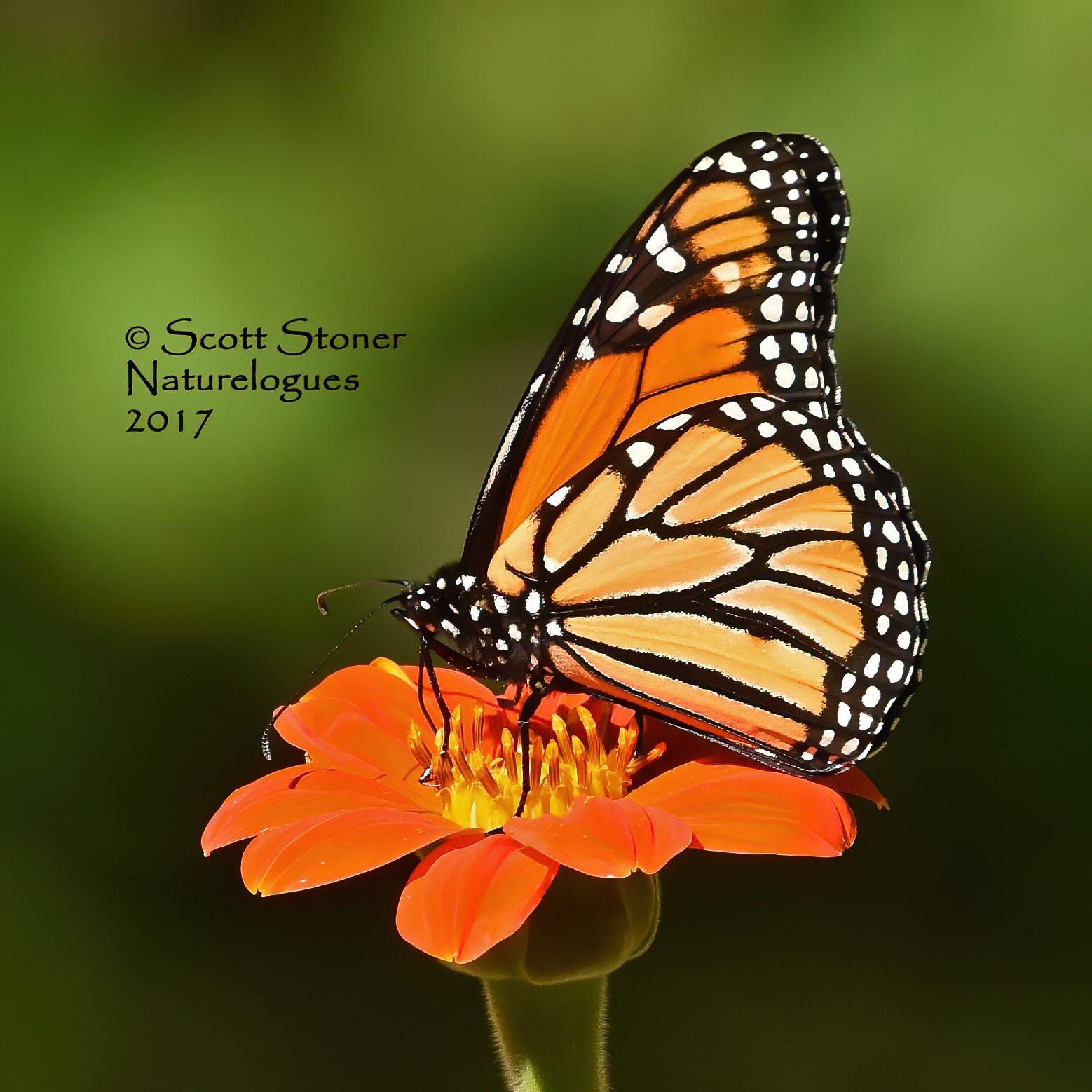 Migration and Metamorphosis: Life Strategies of the Monarch