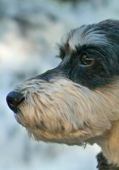 Happy Birthday, Emily (& Atticus)! - Tom Ryan, Author