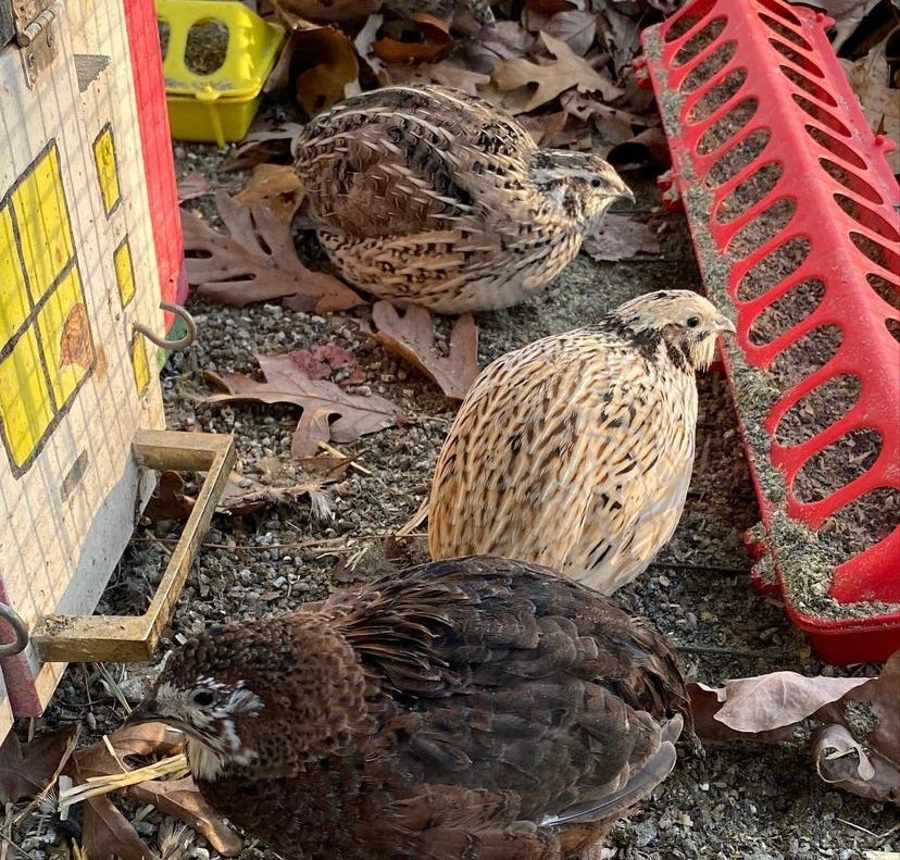 Raising quail part 6: Sustaining your covey