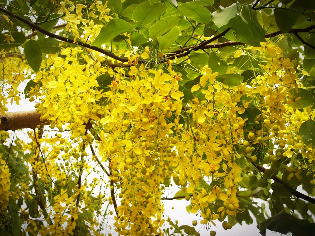 Lovely Laburnum - by Amanda Claire Vesty - Forest Heart