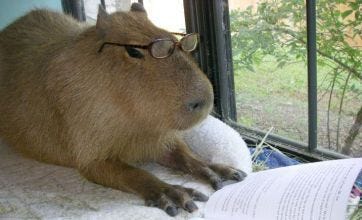 Kiwiwriter47 | Substack