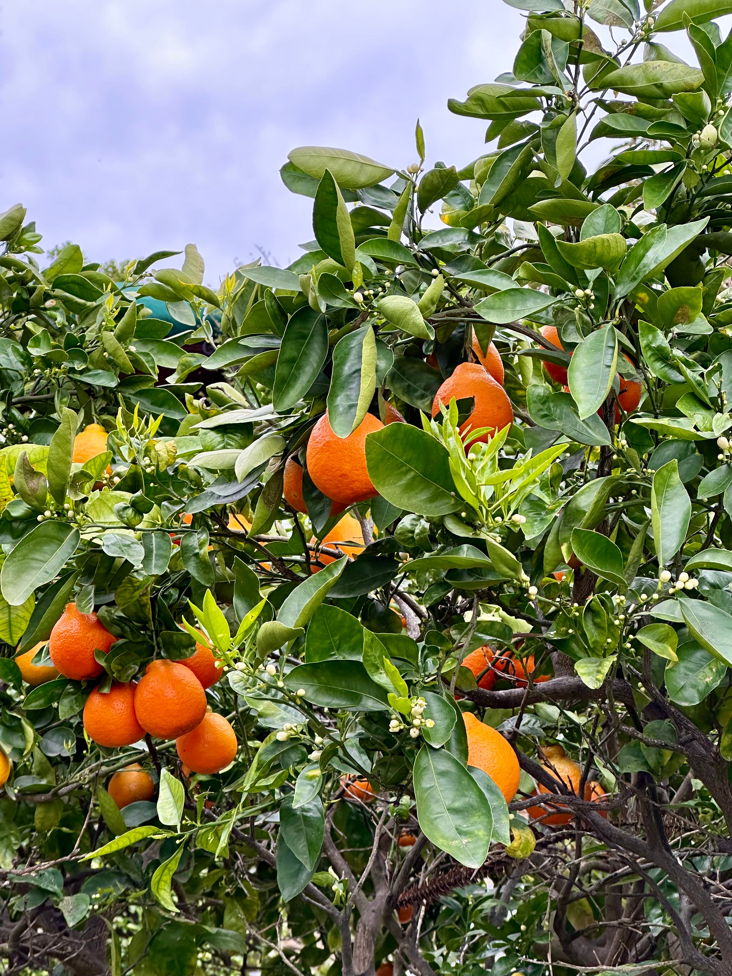 Citrus Season - Decadence with Tanna Key