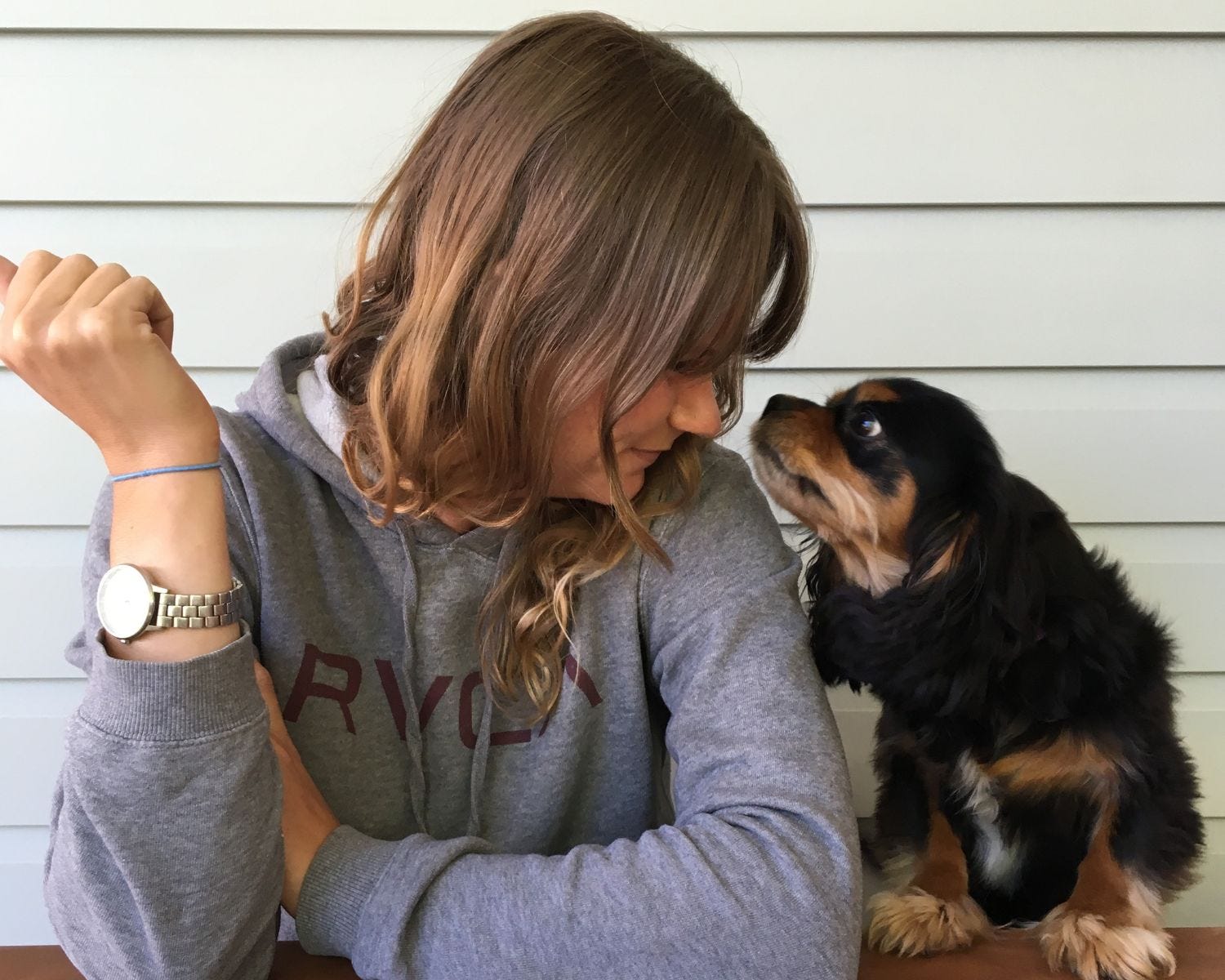 Goodbye, good boy - The Tortoise by Brooke McAlary