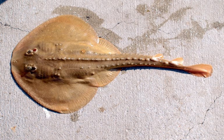 How To Become A Spinster: An Ultimate Guide To Being An Old Maid