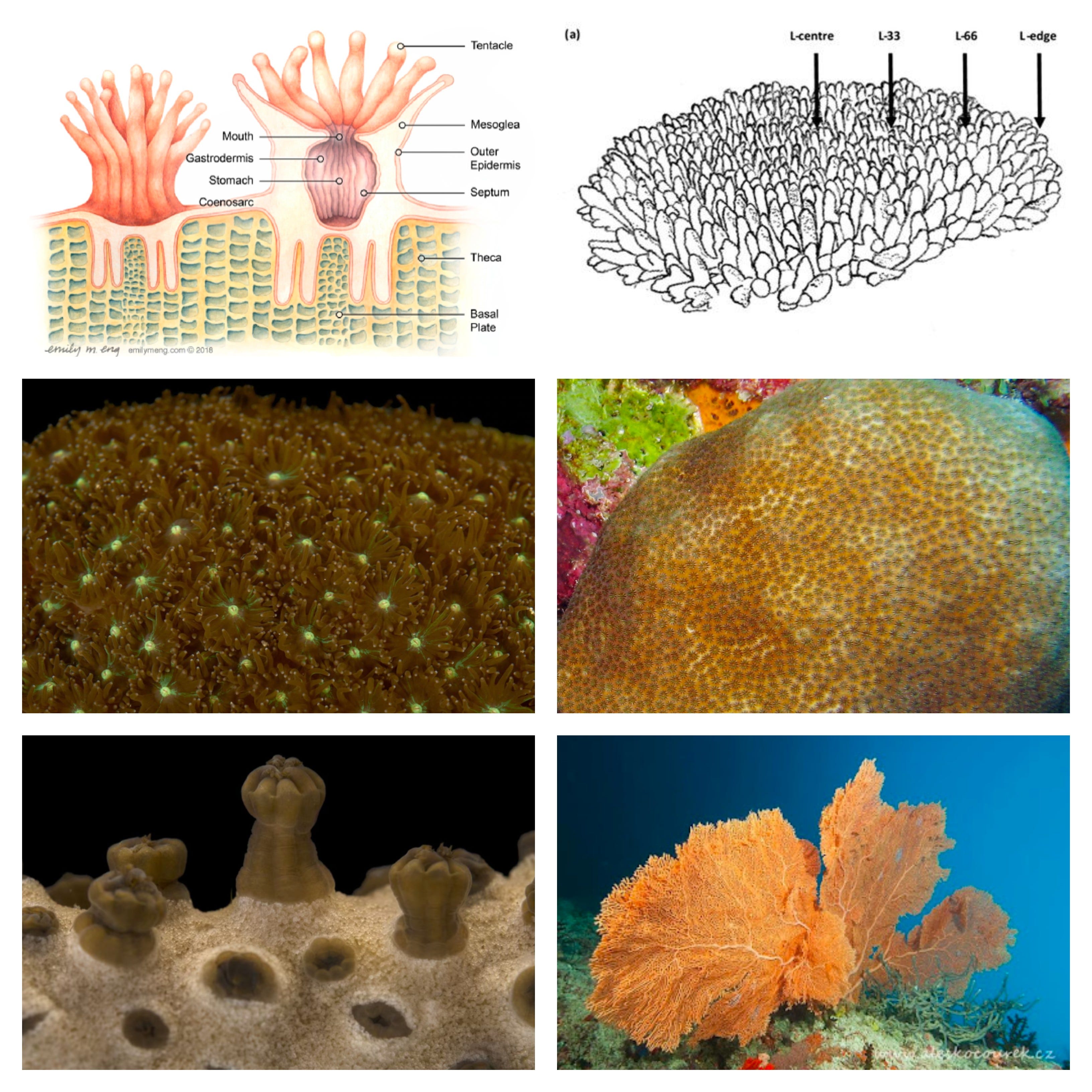 Corals: What are they exactly? - by Ish - ReefBuilder