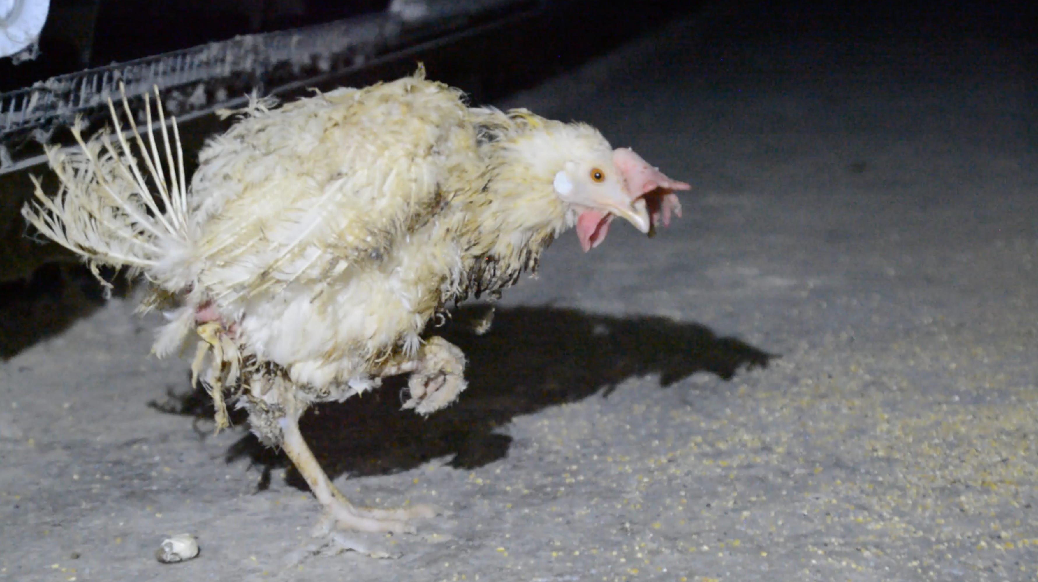 Legal Personhood for Animals is More Important Than Ever