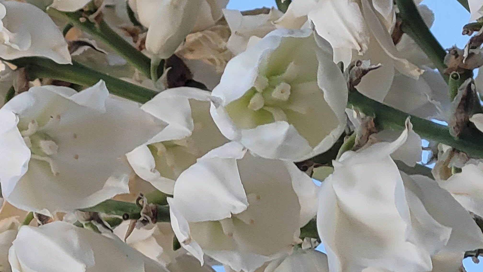 New Mexico's State Bird and Flower - by Jan Spell