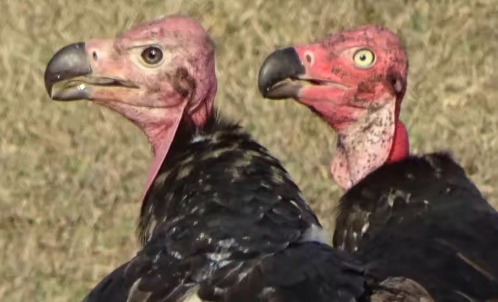 The Vulture Edition - by Colin Nagy