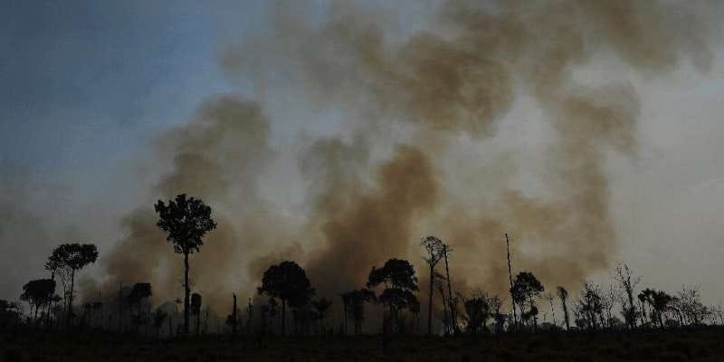 Amazon rainforest: Deforestation, drought, and fire are affecting the ...