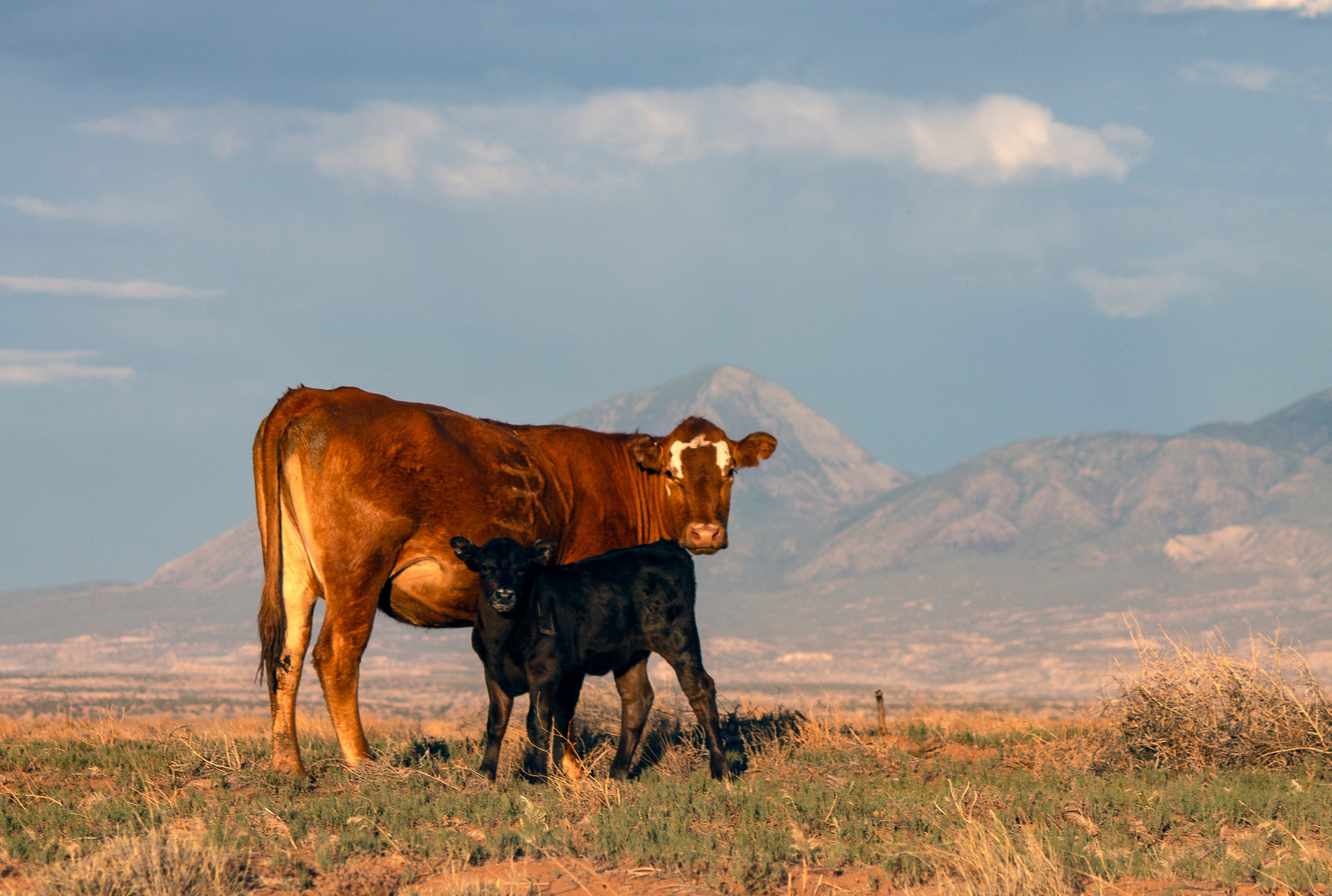 Invasion of the Feral Cows; Rain Follows the Plow?