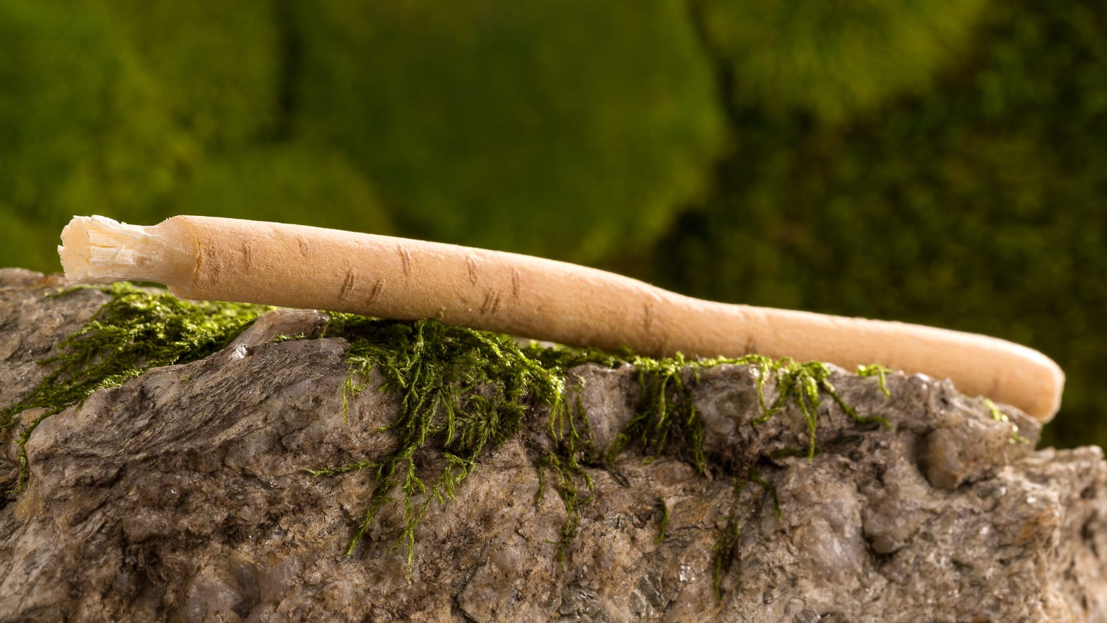 Should you swap out your plastic toothbrush for a stick?
