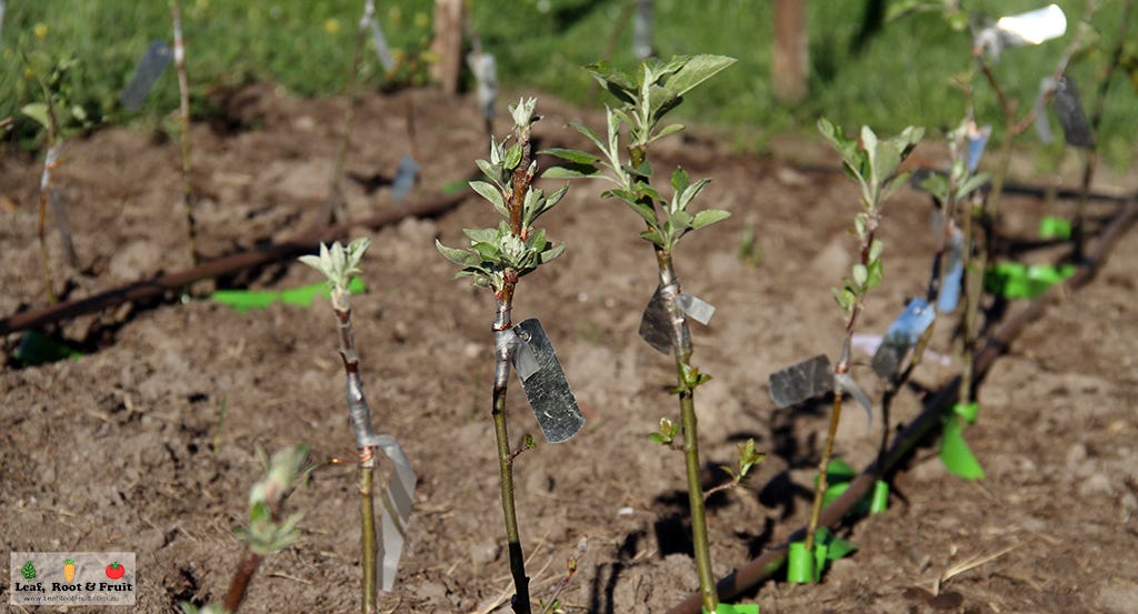 Buying Fruit Trees: The Importance of Choosing the Right Rootstock