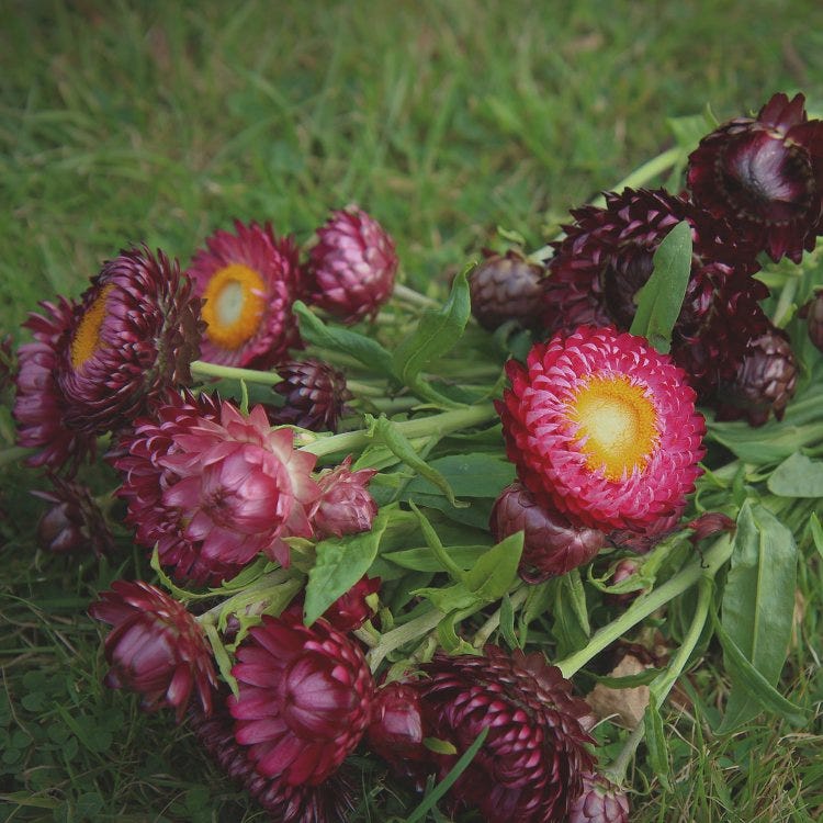 A harvest of colour and forms - by Lou Jackson