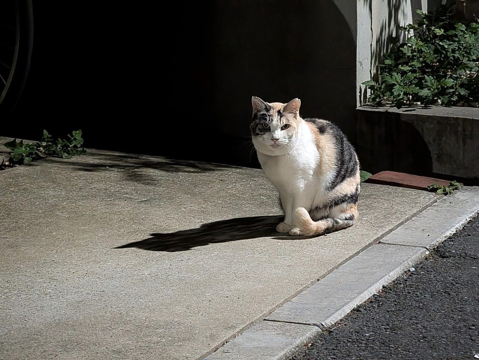 Cats Separated at Birth? - by Bill Adler