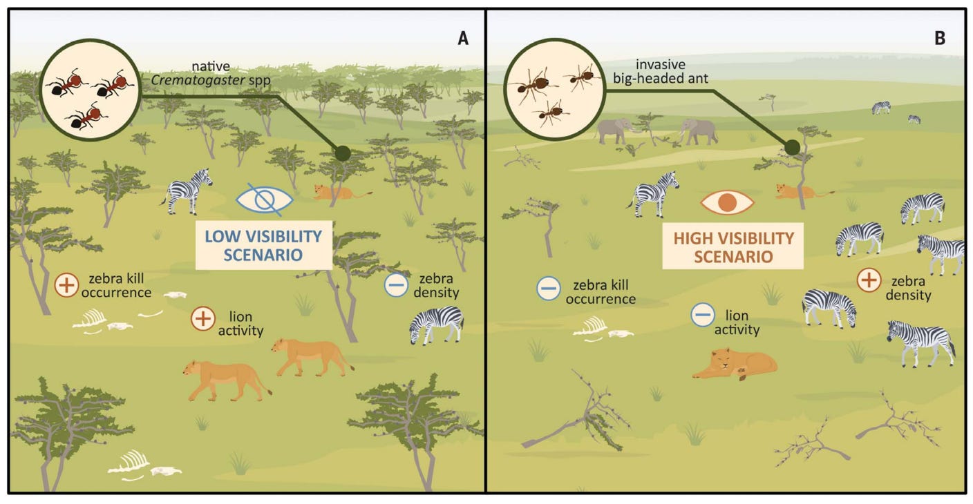 Invasive Ants Disrupt Lions’ Hunting Behavior In Kenya