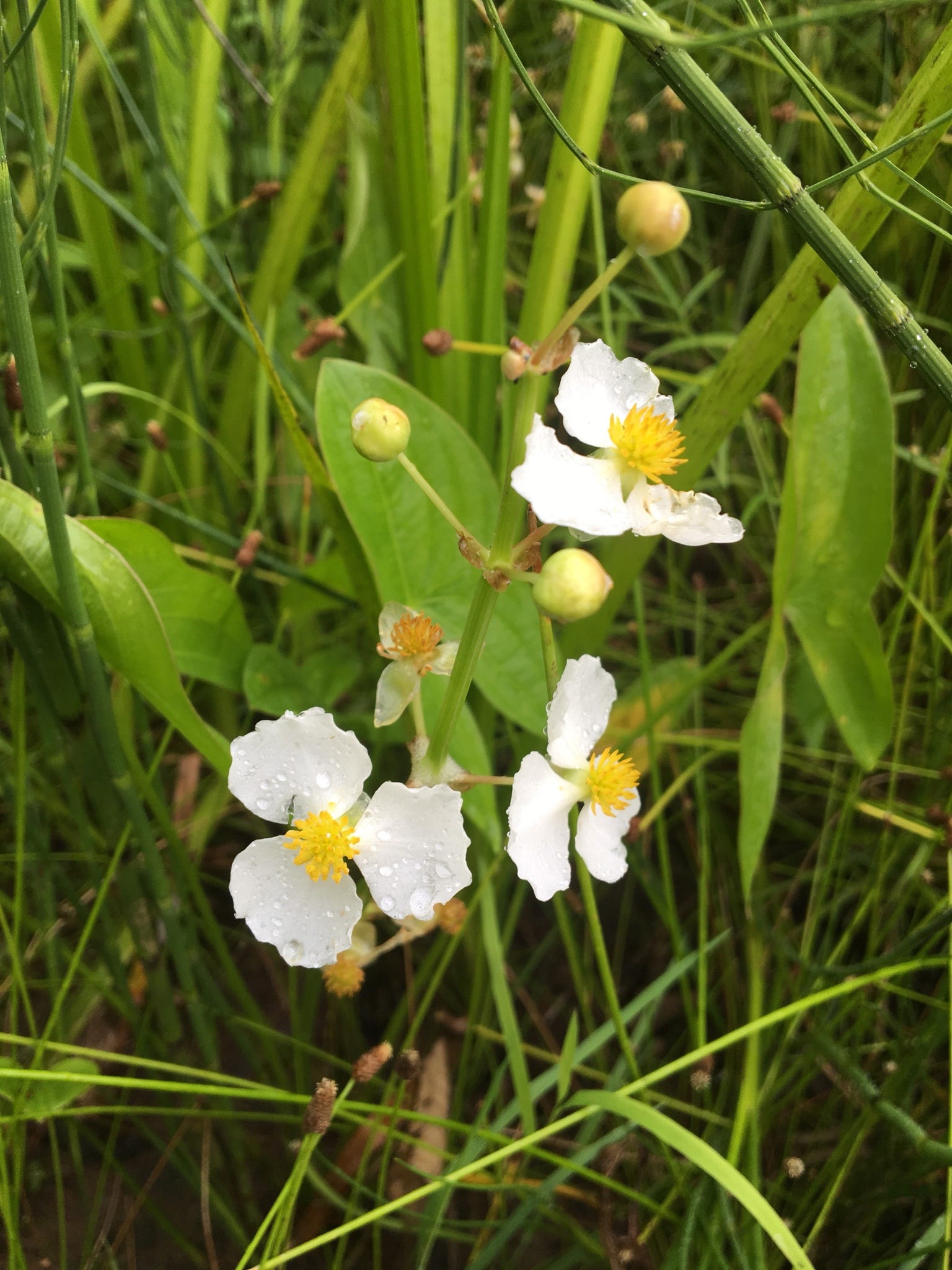 Wapato: The Incredible, Edible Duck Potato - by TheLastFarm