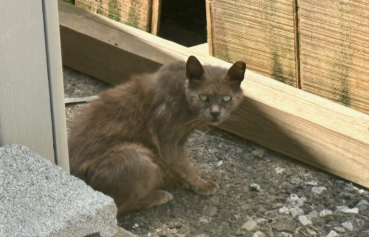 The Cat Queen of Rikers Island - by Anne Kadet - CAFÉ ANNE