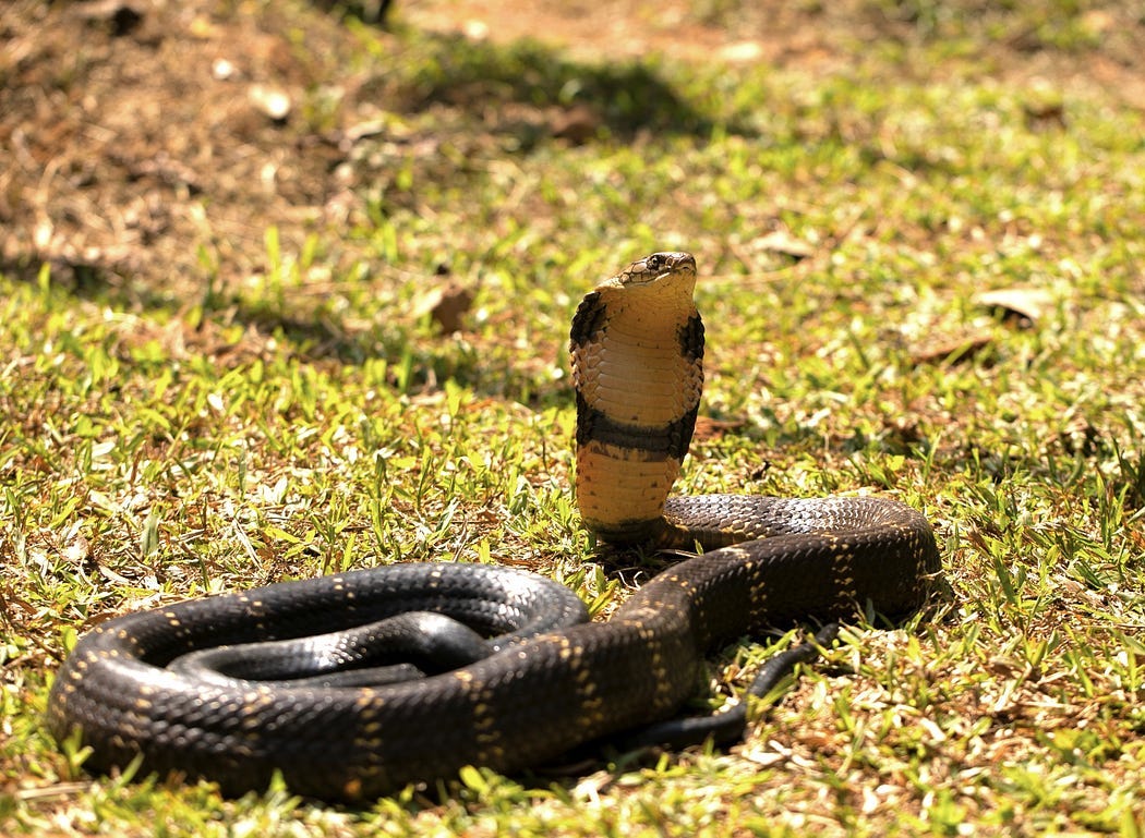 A meeting with the king cobra - by Iraa Swasti