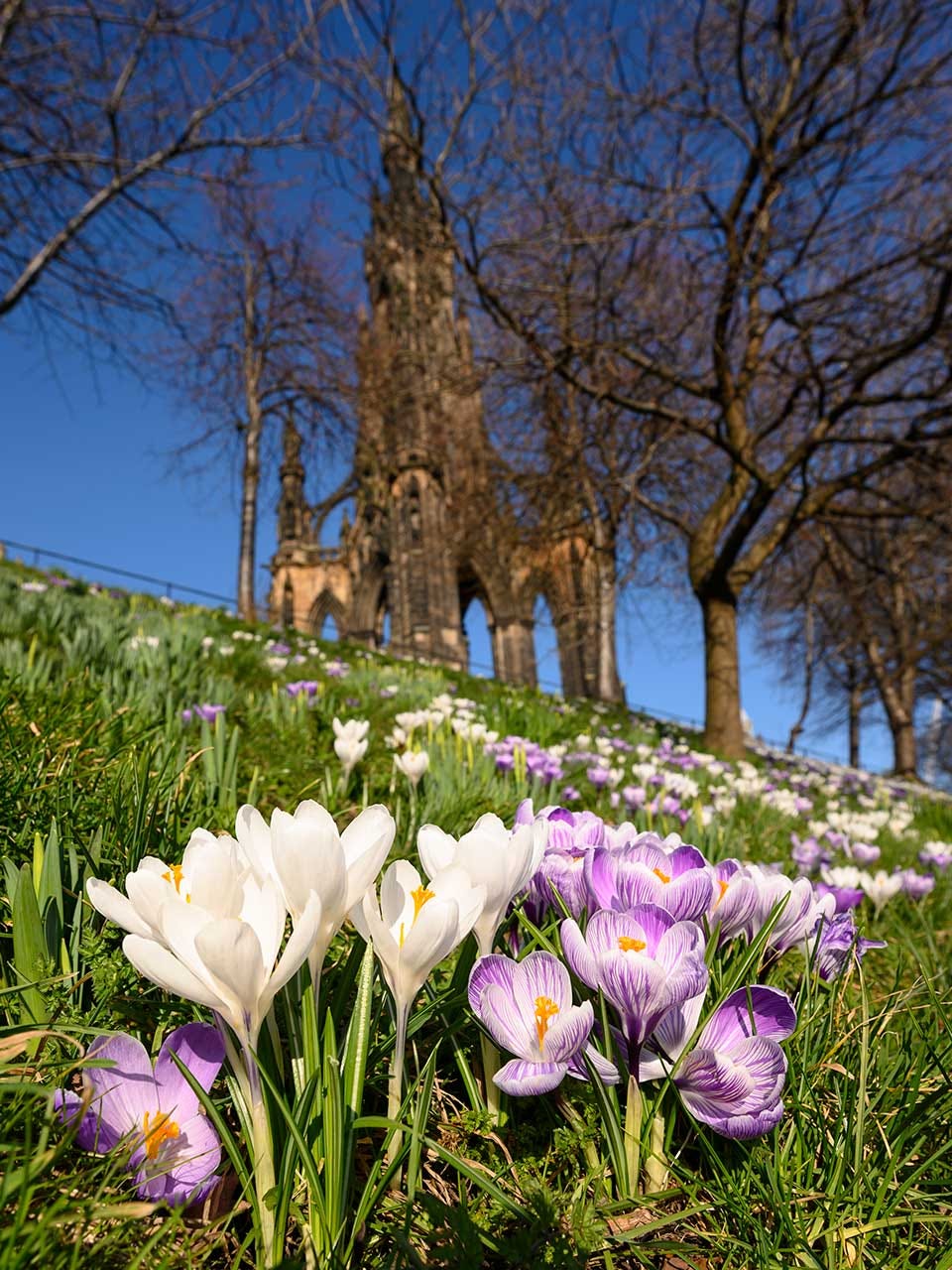 Bloomin' Edinburgh - Tom Duffin’s Photography Journey