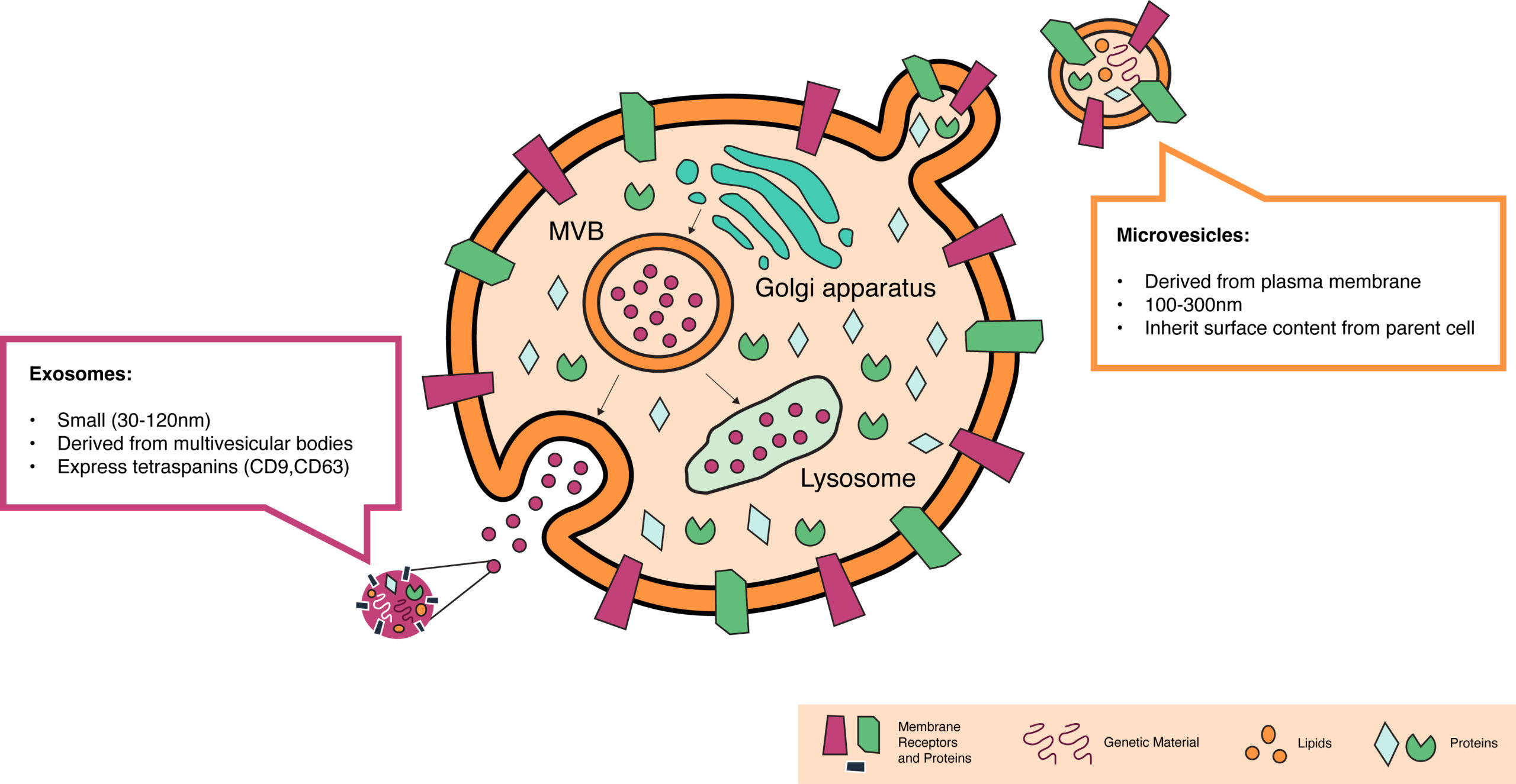 Cellular shuttle systems - by Elliot Hershberg