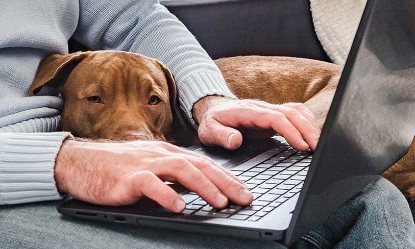 The Most Powerful Tool in Animal Protection