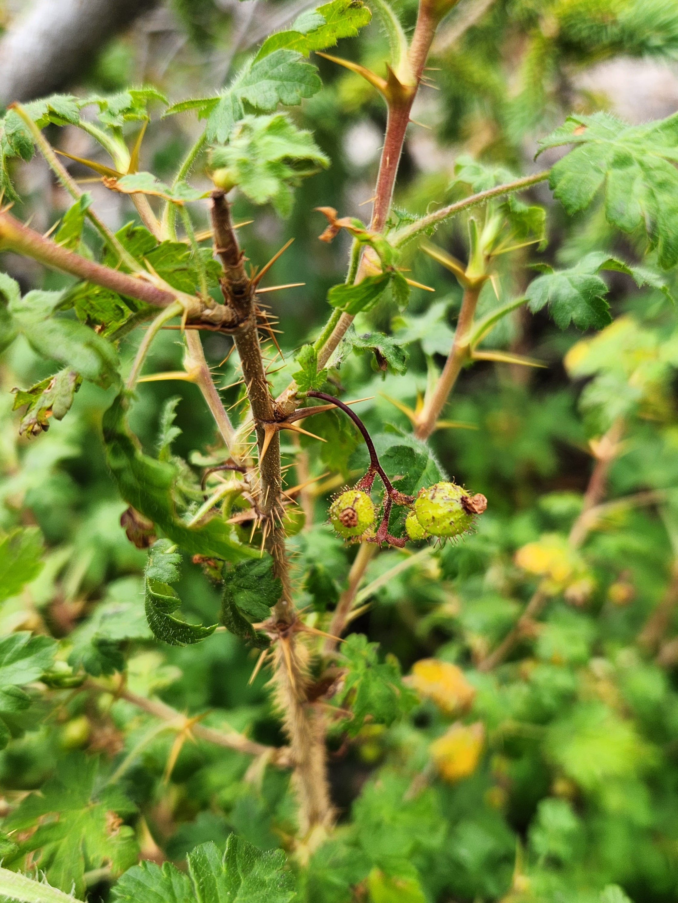 Backpacking in the San Juan National Forest