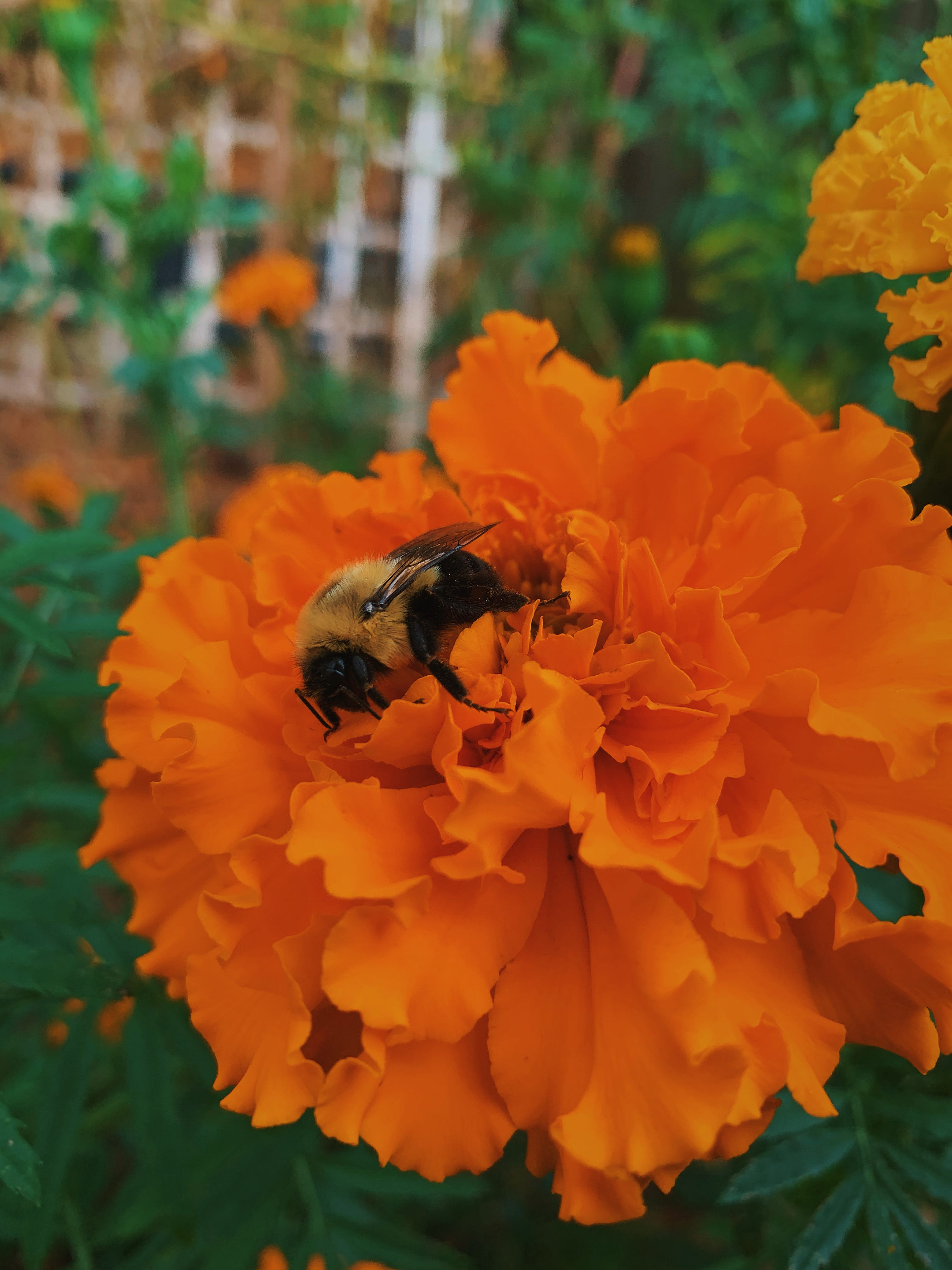 Saving Seeds - Warrior In A Garden Substack