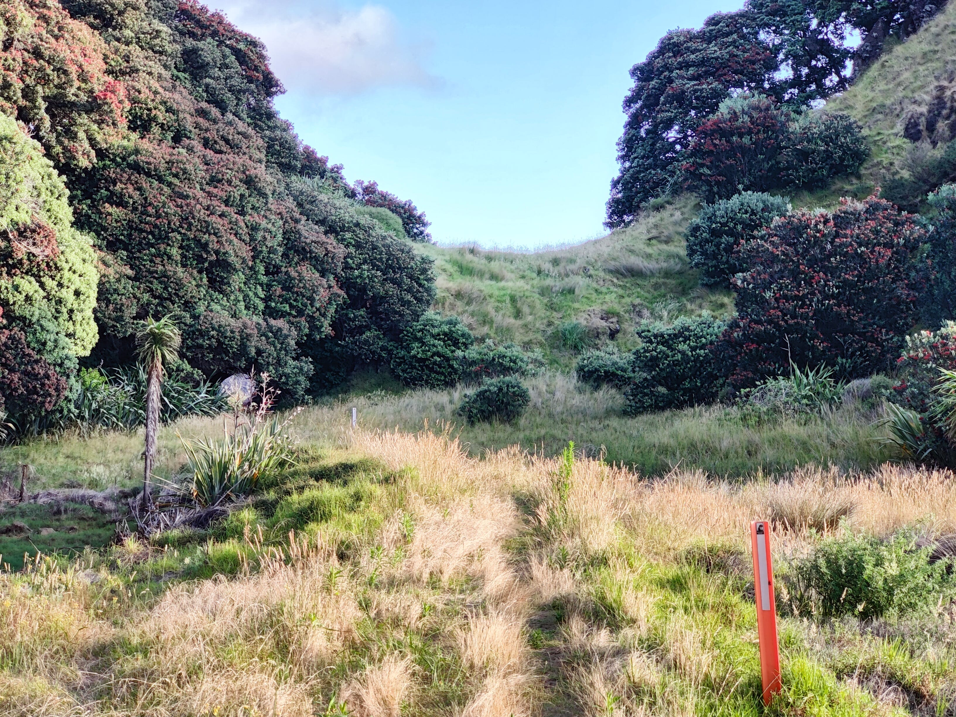 Hiking the Hillary Trail, in the Waitākere Ranges