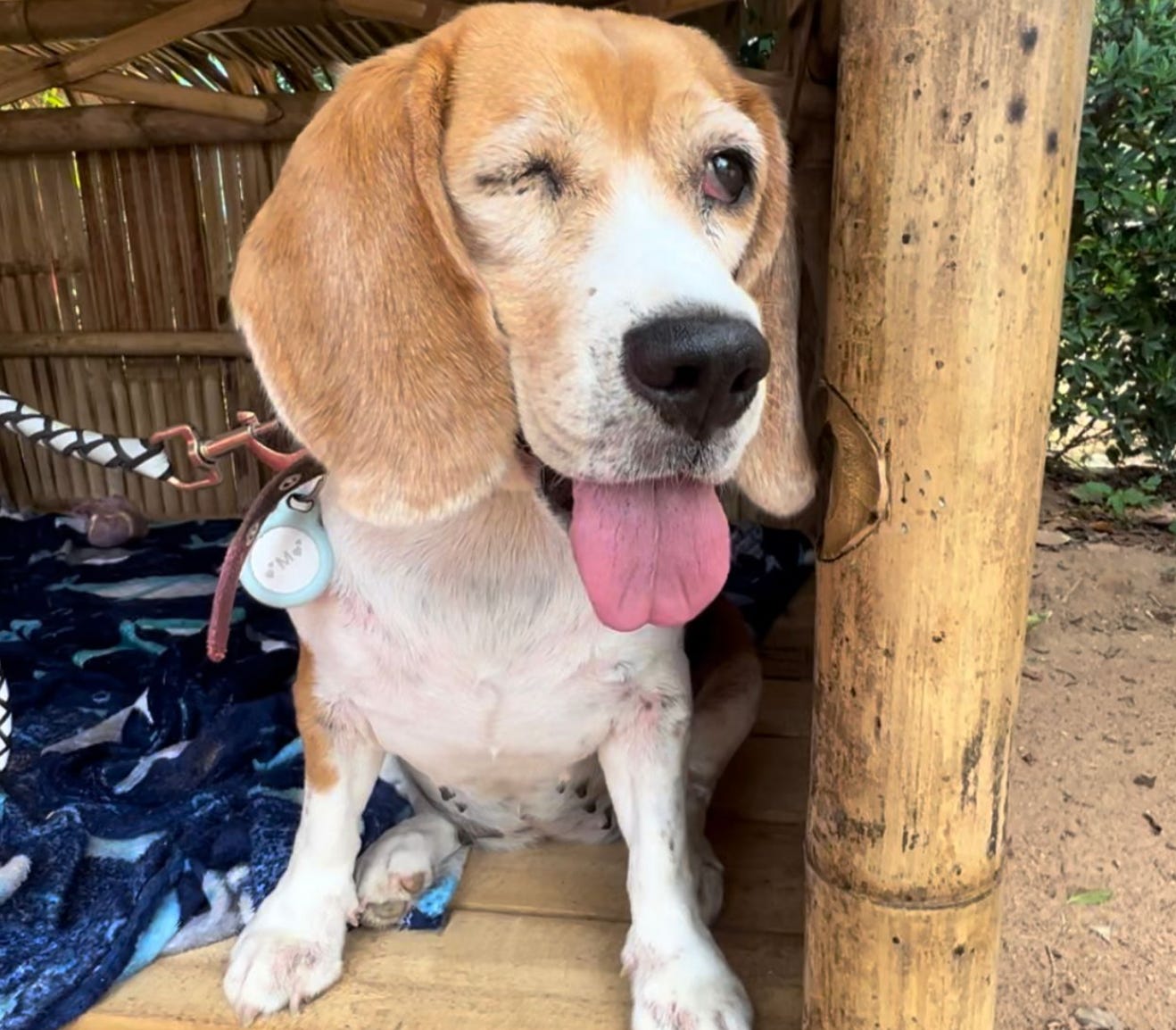 7 Lovely Pieces Of Dog News To Start Your Week With A Smile